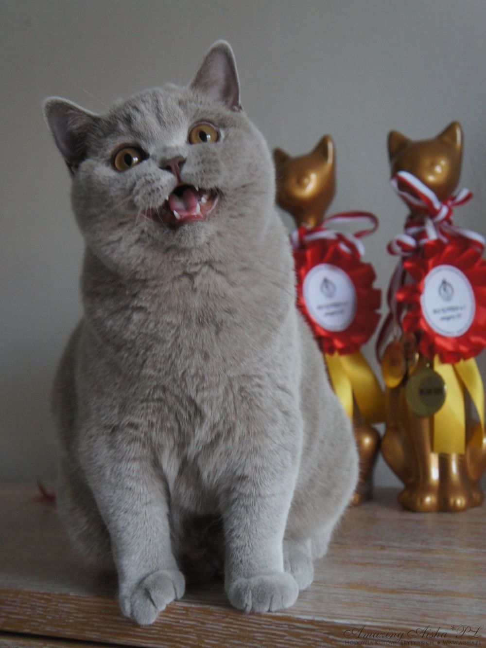 Wyniki rankingu SUPER KOT 2016 - Koty Brytyjskie Amazing Aisha*PL